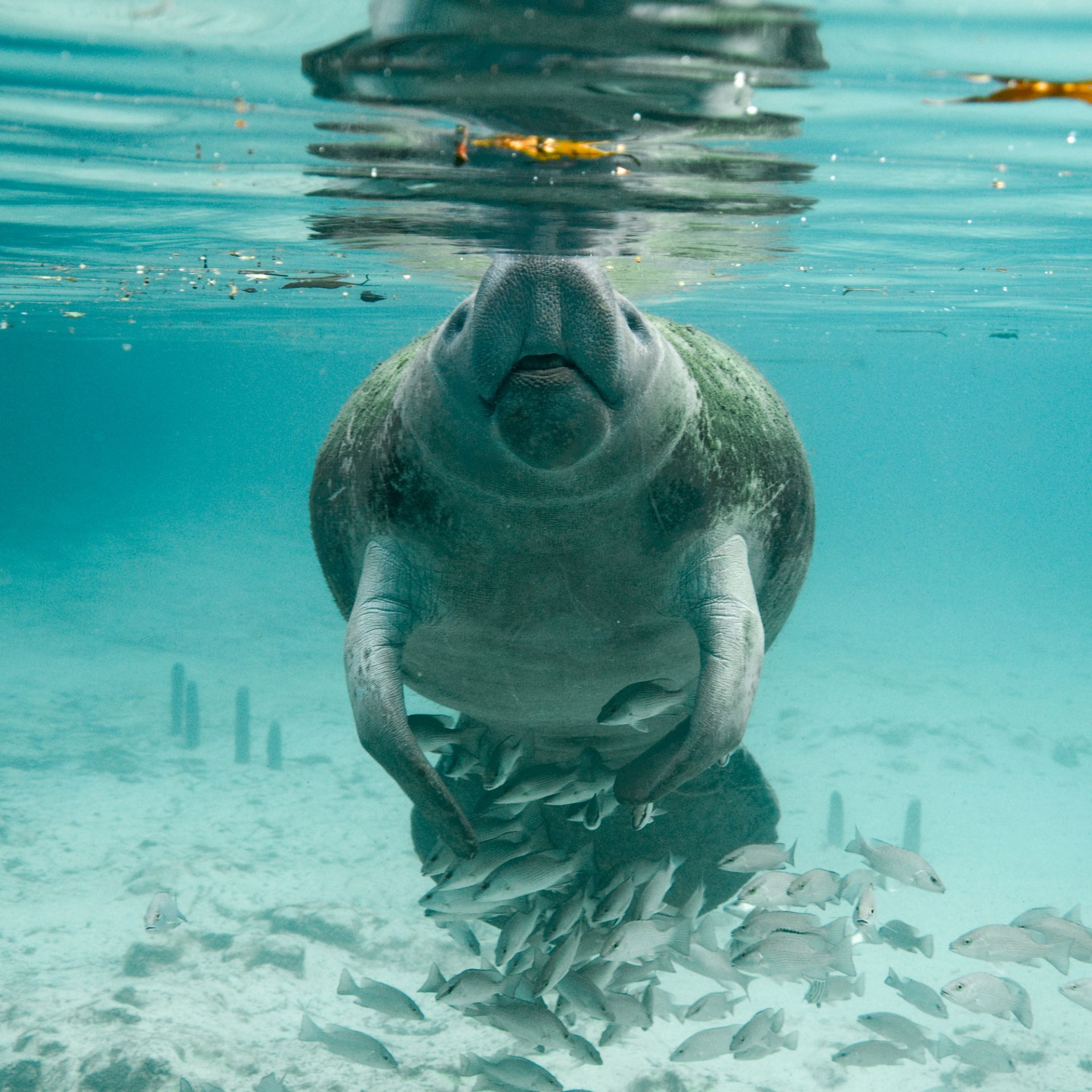 Protect Endangered Species - Healthy Gulf