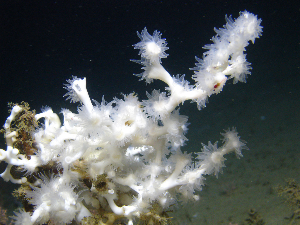 Deep Sea Corals: Lophelia - Healthy Gulf