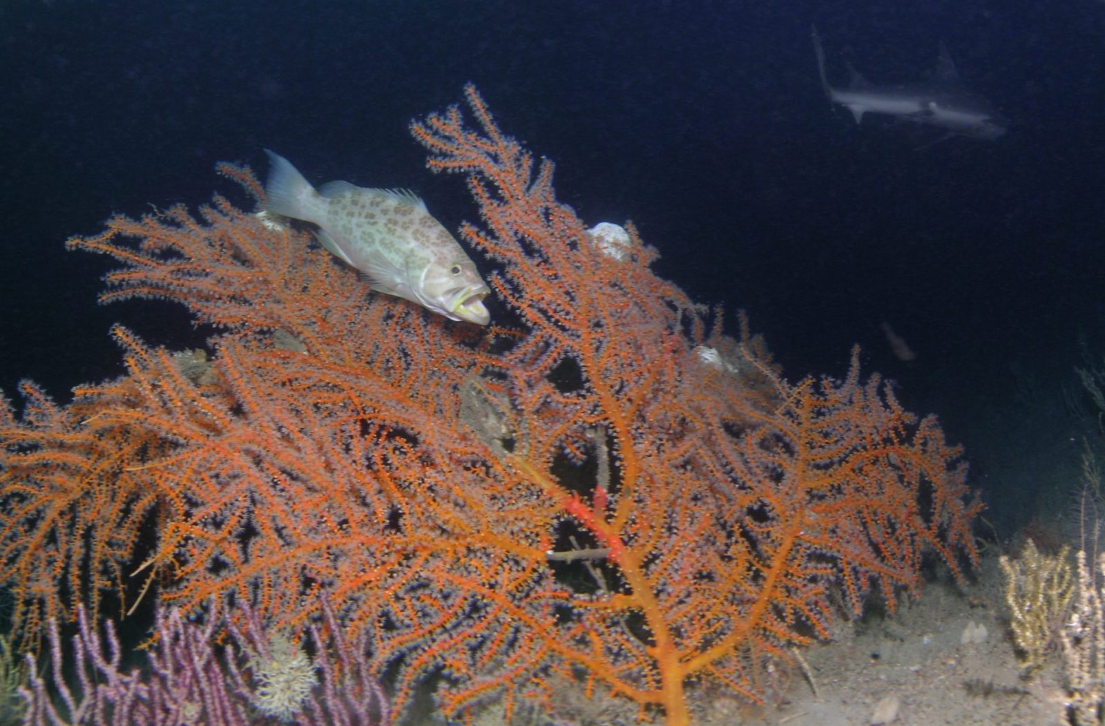 Deep Sea Corals - Healthy Gulf