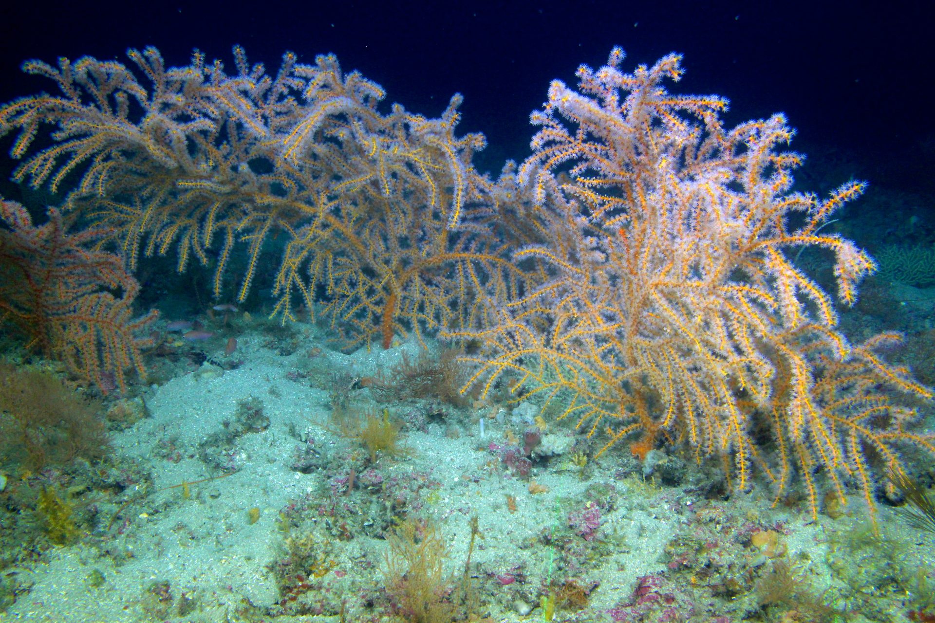 Deep Sea Corals - Healthy Gulf